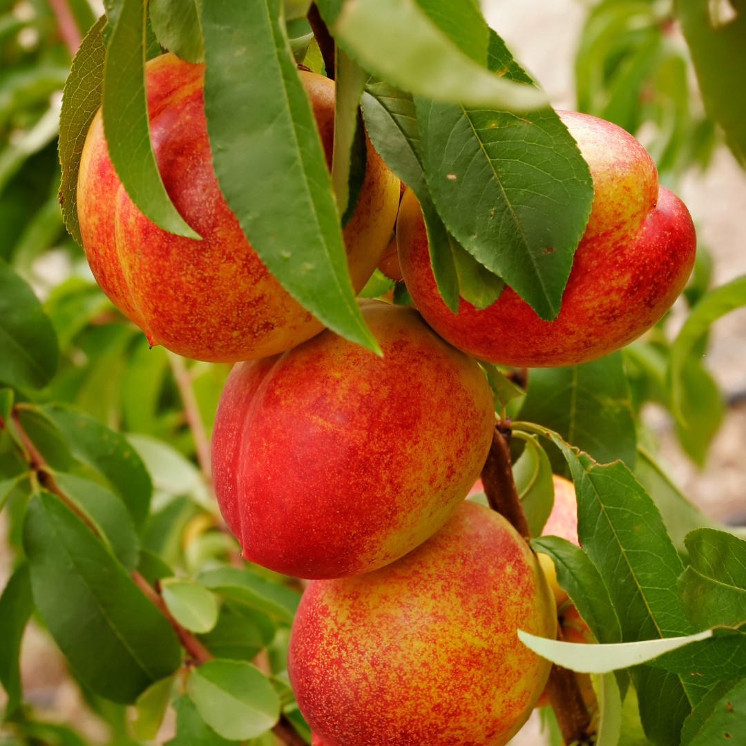 Your Kitchen Garden - Deciduous Fruit
