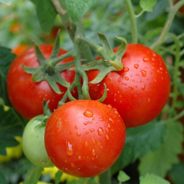 A Beginner’s Guide to Tomatoes