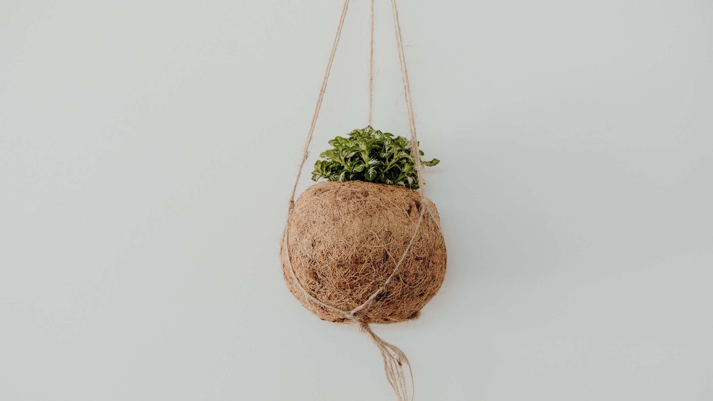 A Beginner's Guide to Kokedama