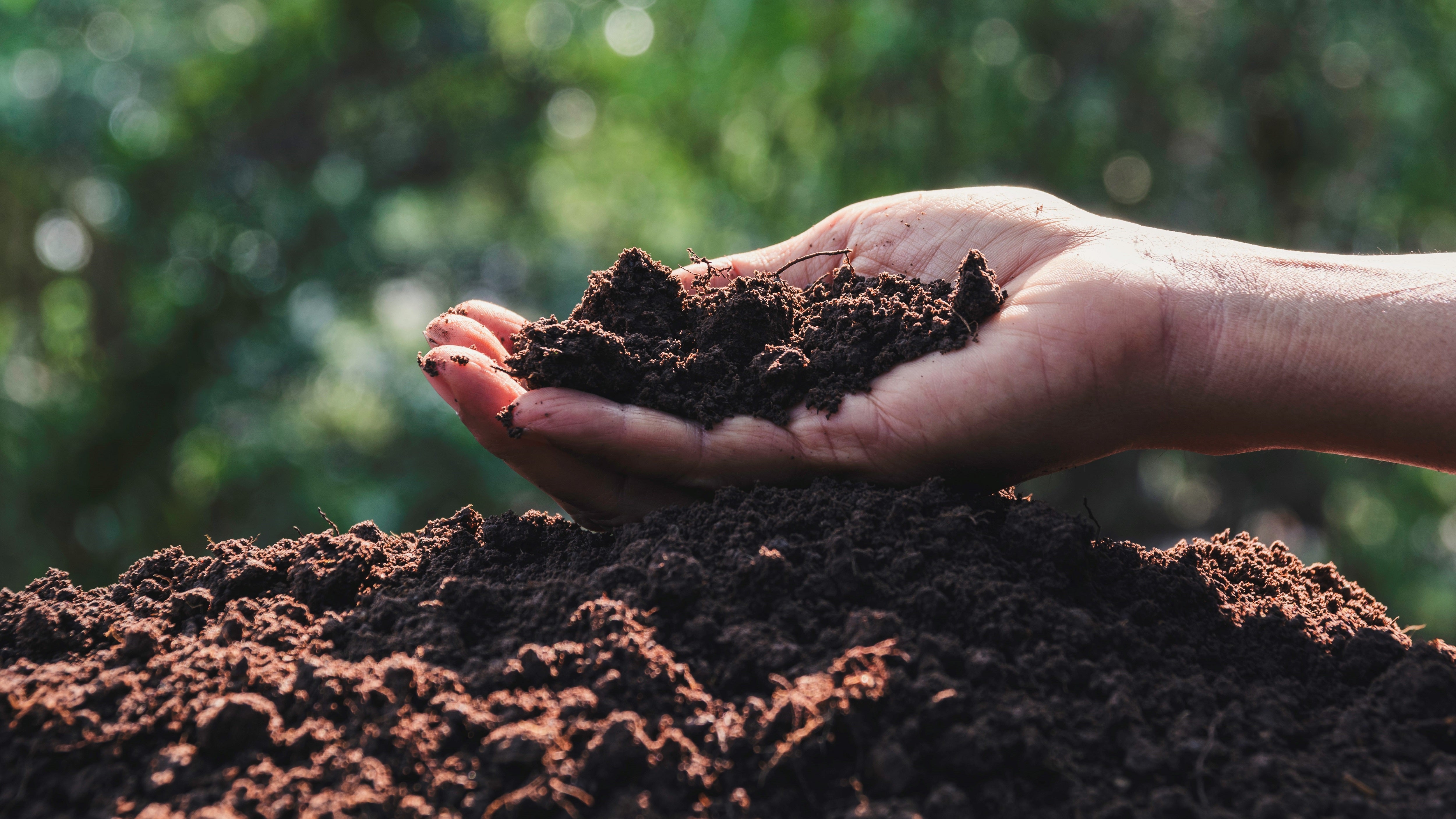 A Quick Guide to Propagation from Cuttings