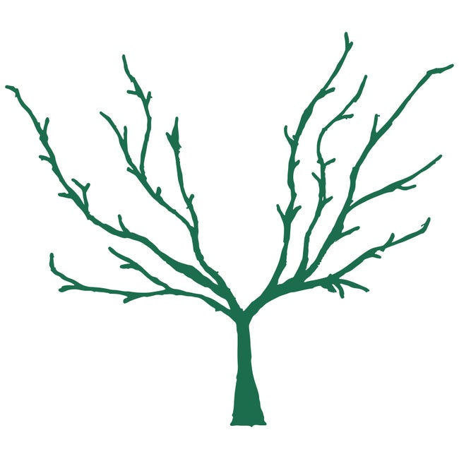 A Beginner's Guide to Fruit Tree Pruning