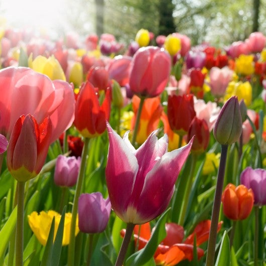 A Beginner's Guide to Planting Spring Bulbs