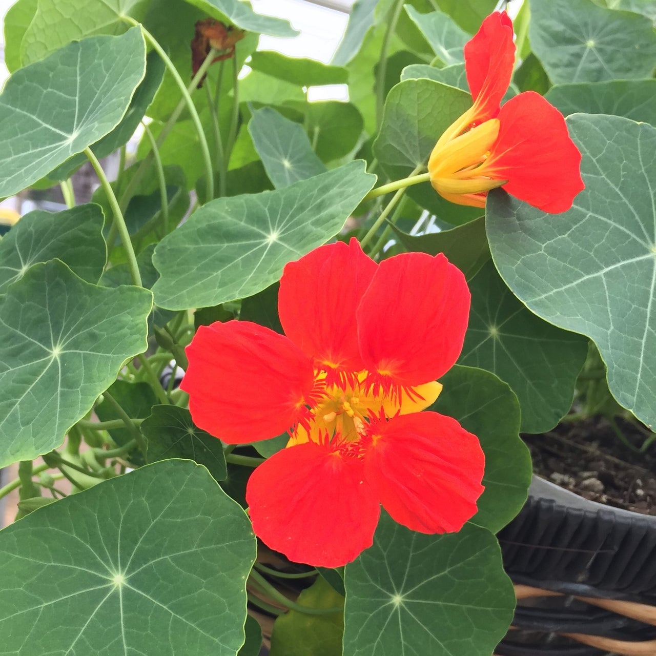 A Beginners Guide to Companion Planting