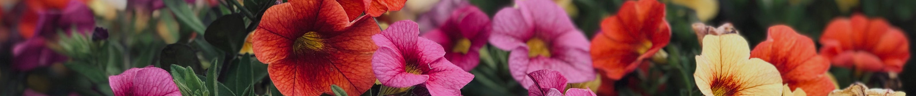 Premium Potted Colour