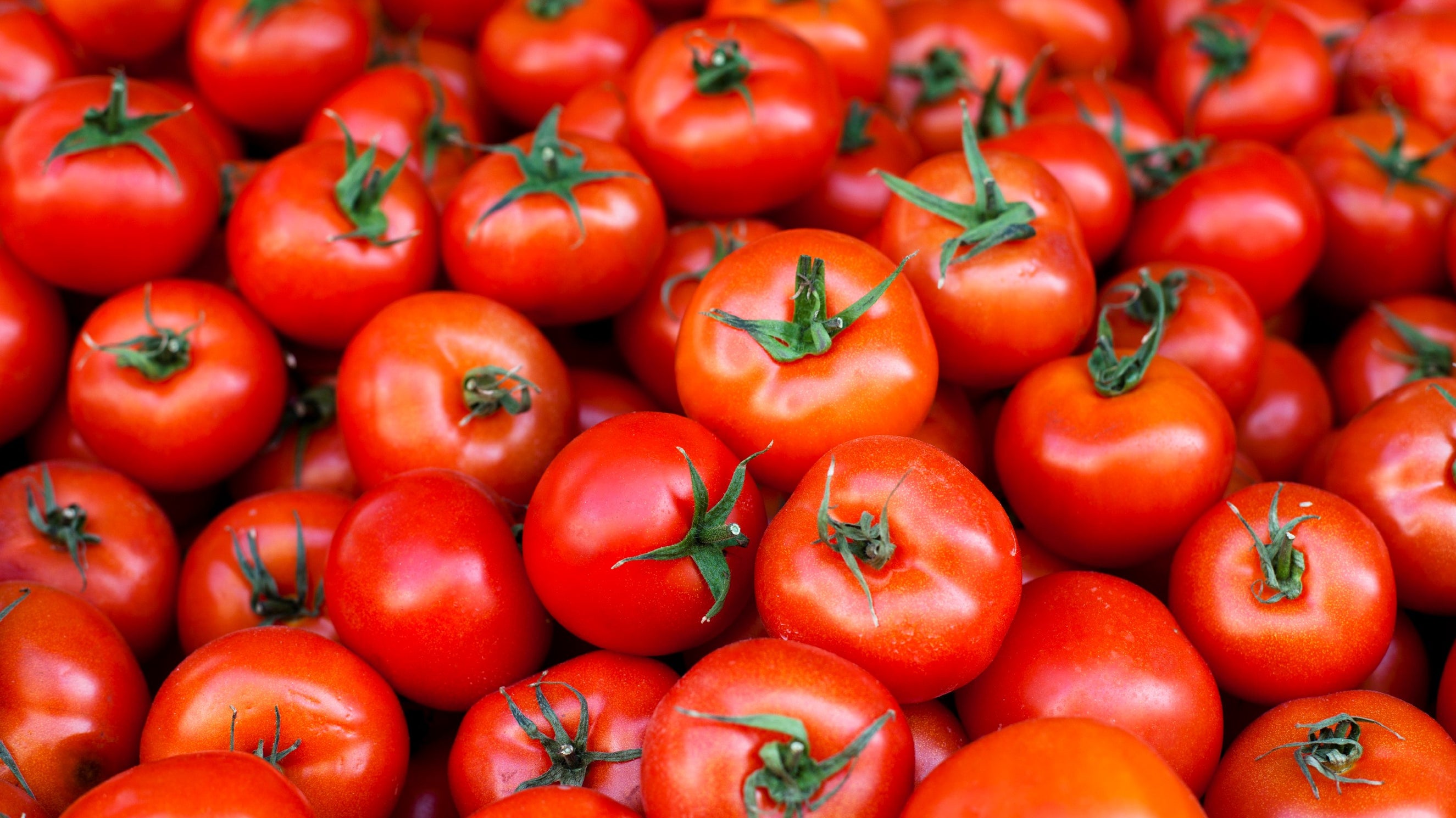 Our Guide to Tomato Varieties