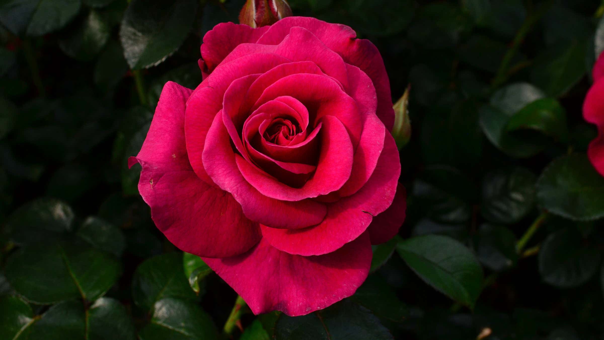 Our Top Rose Varieties