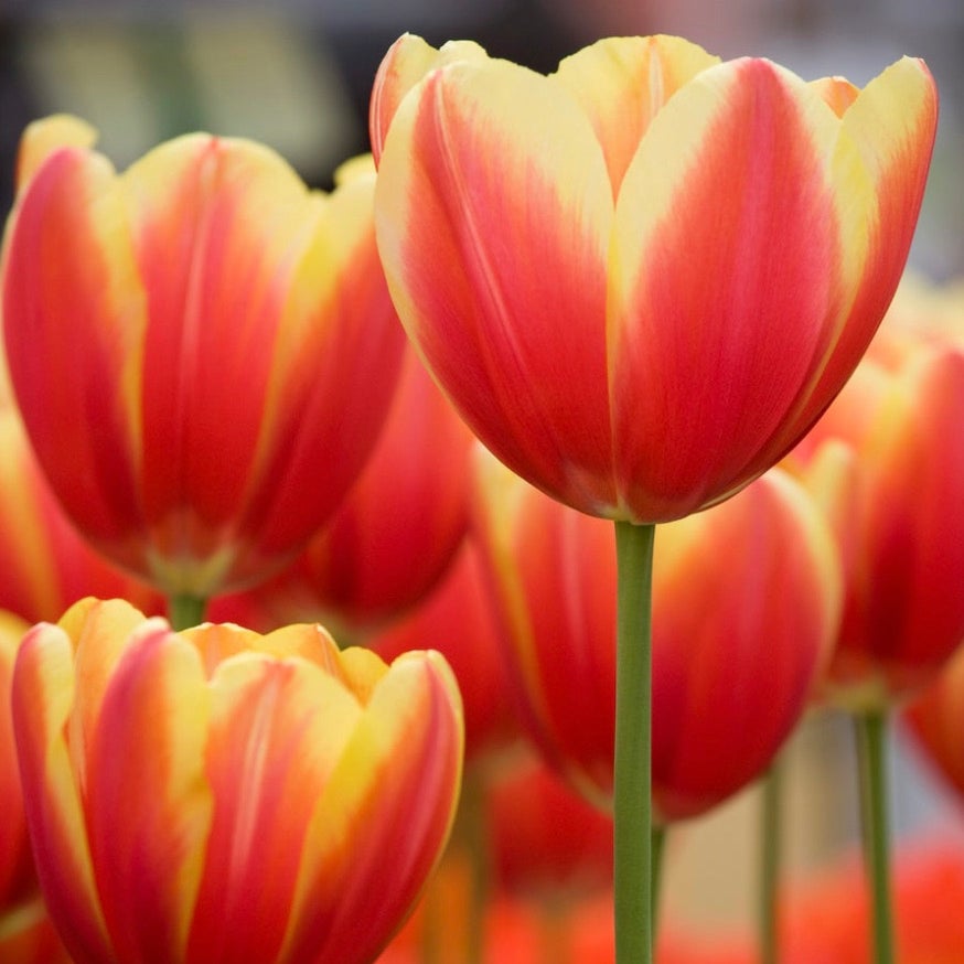 Planting Spring Bulbs in Bowls