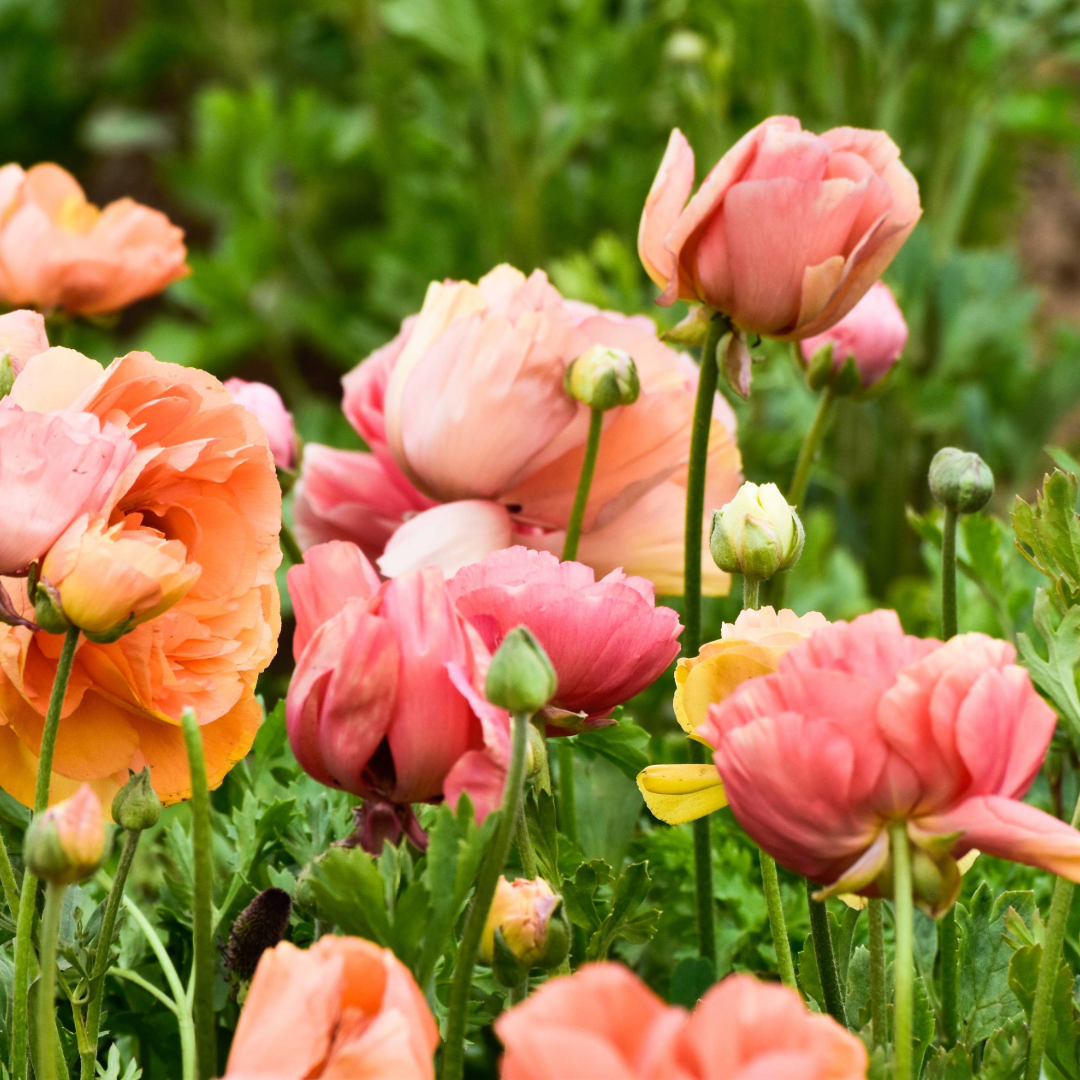 It's Time To Plant Spring Bulbs