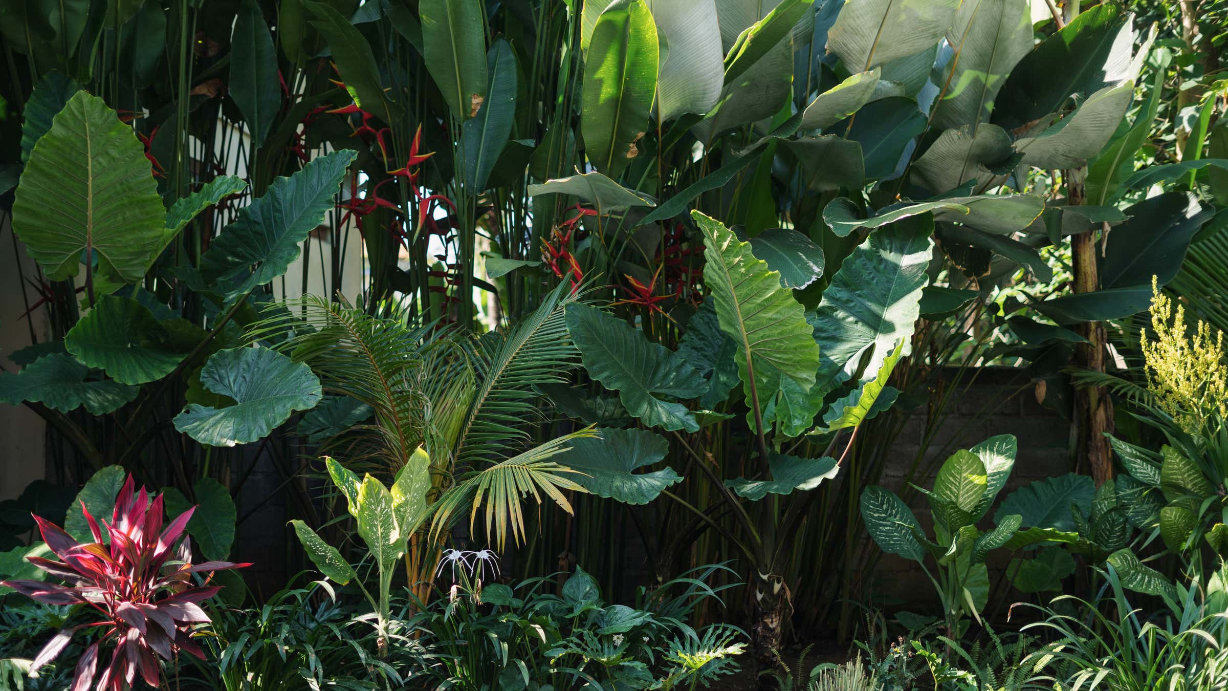 Transform Your Garden Into A Tropical Paradise | Kings