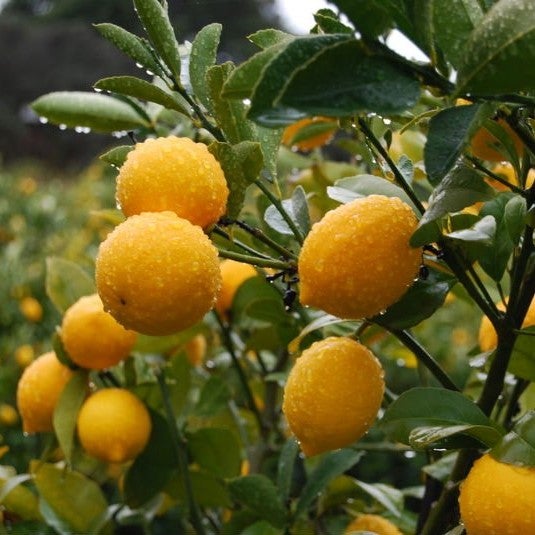 Getting Started with Zesty Citrus