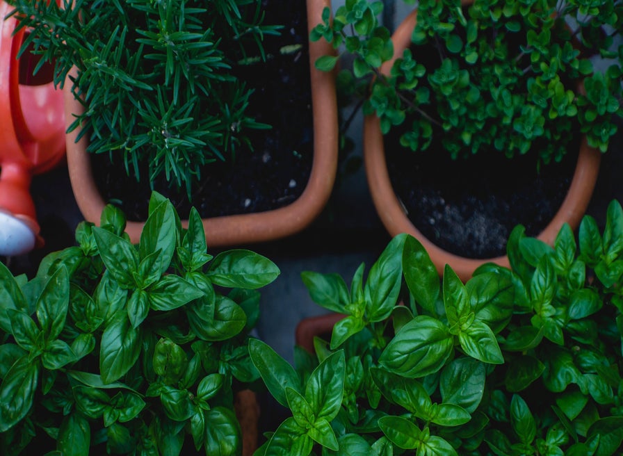 Herbs - Grow Well Guides | Kings Plant Barn | NZ Garden Centres, Shop ...