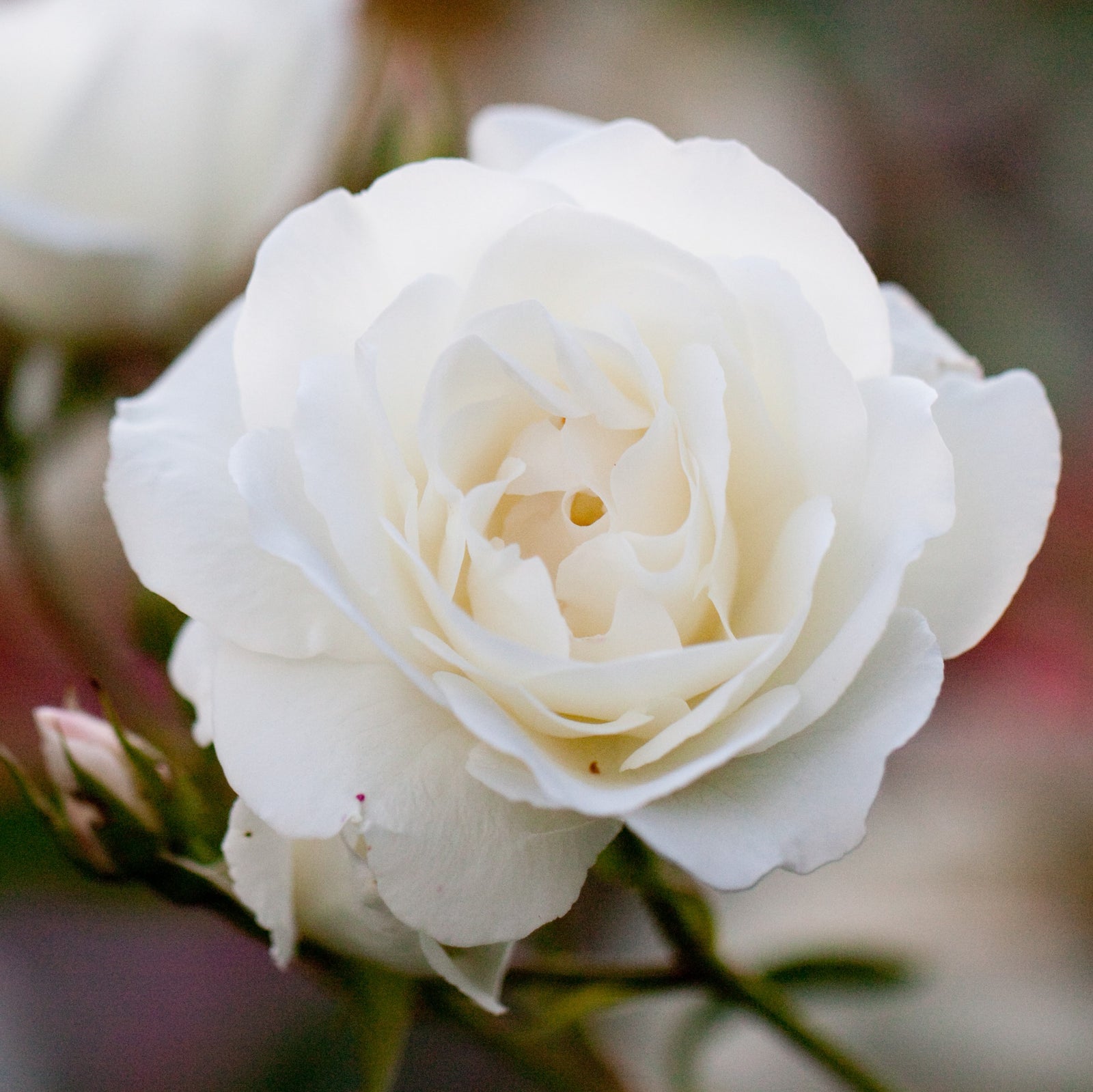 Our Top Rose Varieties