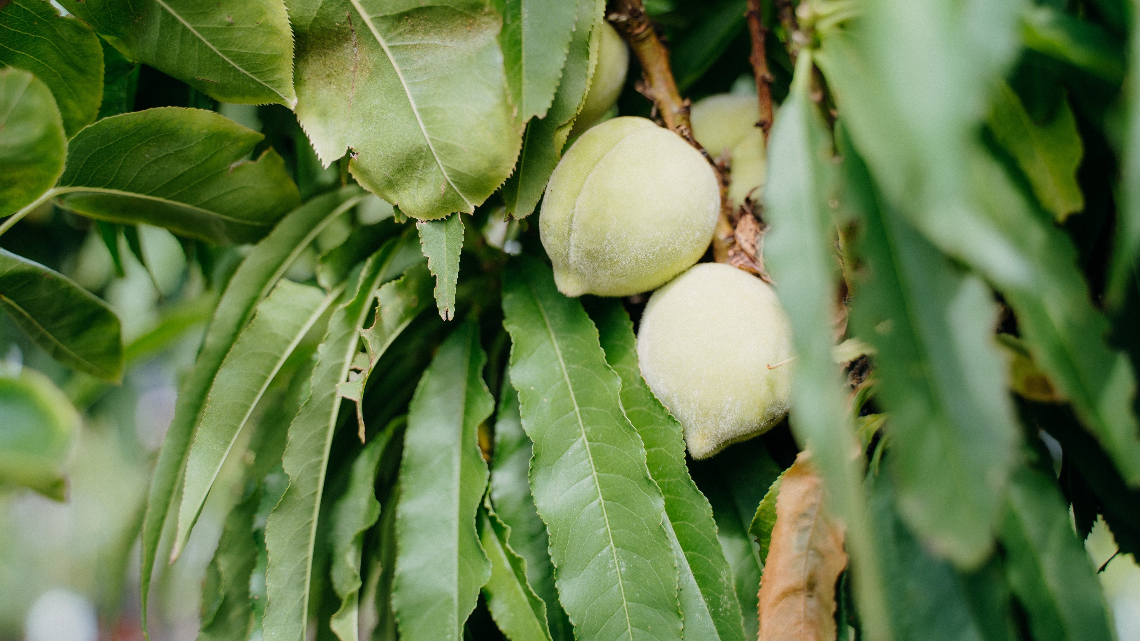 Deciduous Fruit Trees