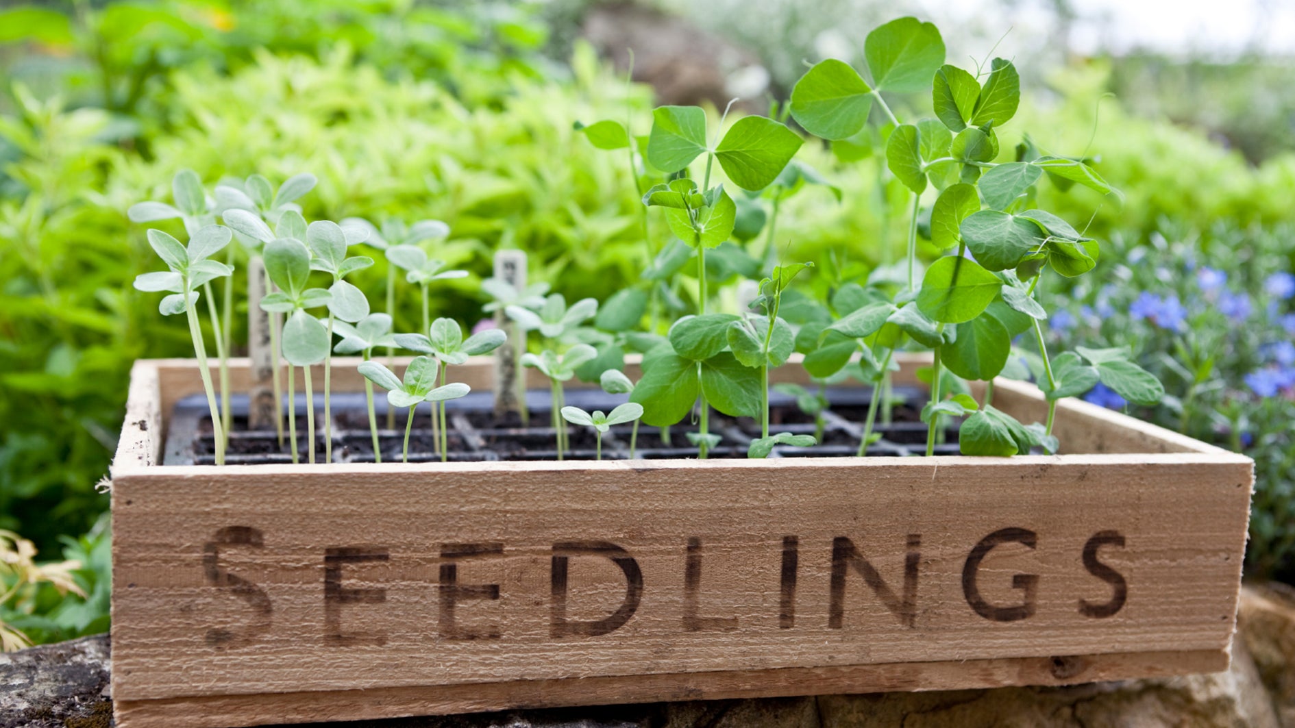 A Quick Guide to Growing From Seed