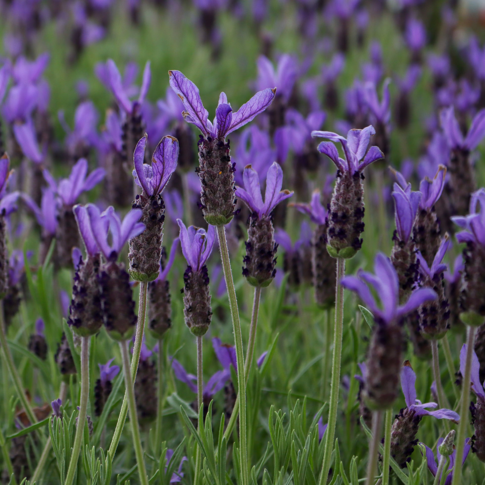 A Love Affair with Lavender