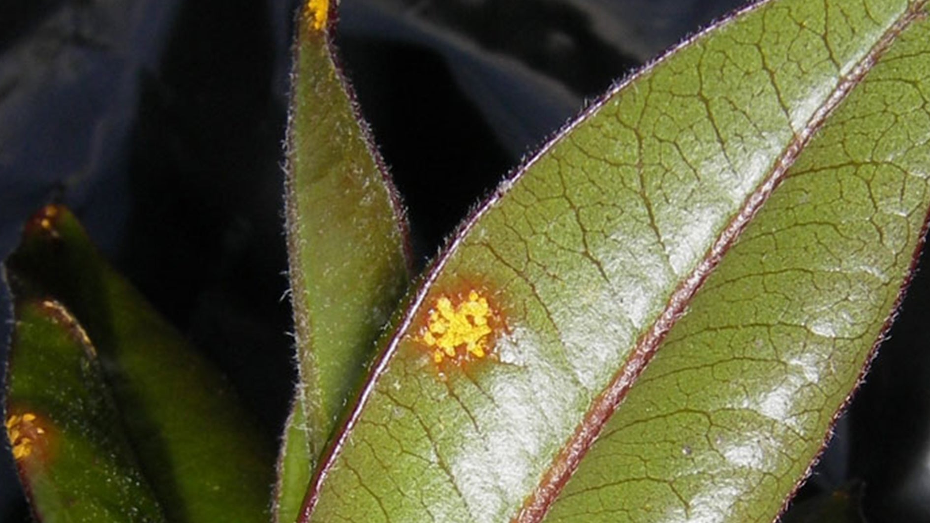 Myrtle Rust