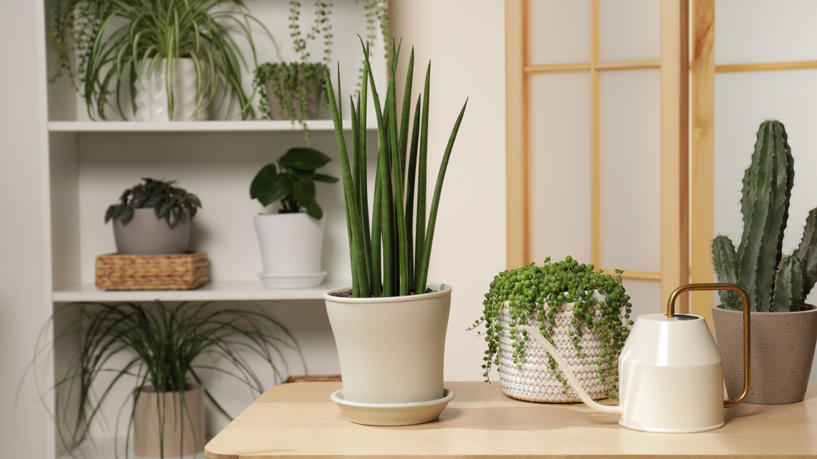 Spring into Action with our Houseplant Tips