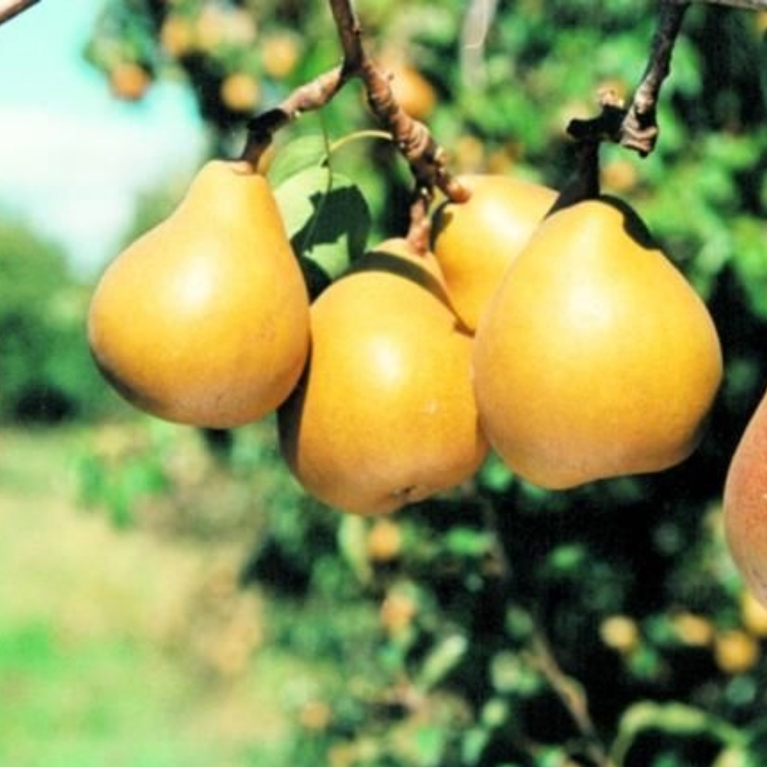 Your Kitchen Garden - Deciduous Fruit