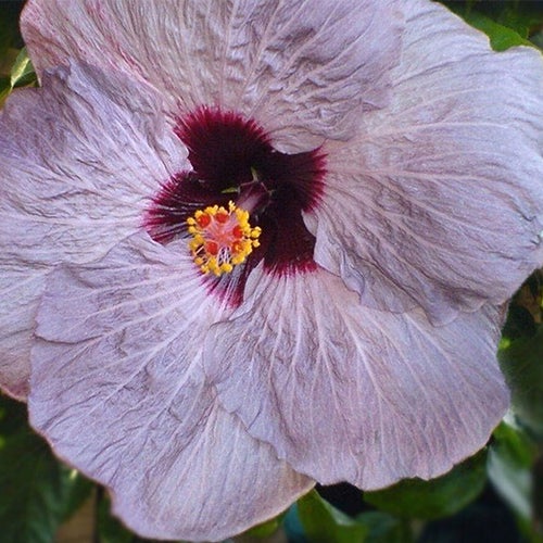 Our Top Hibiscus Varieties