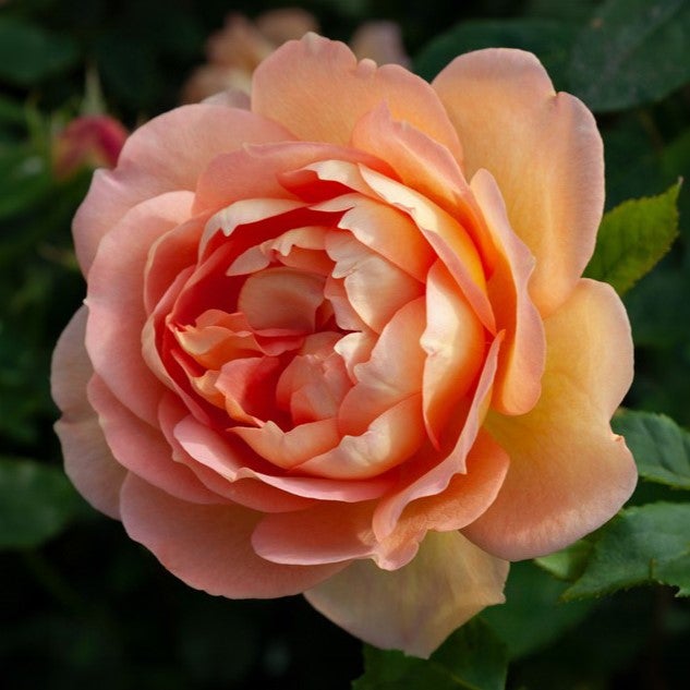 Our Top Rose Varieties