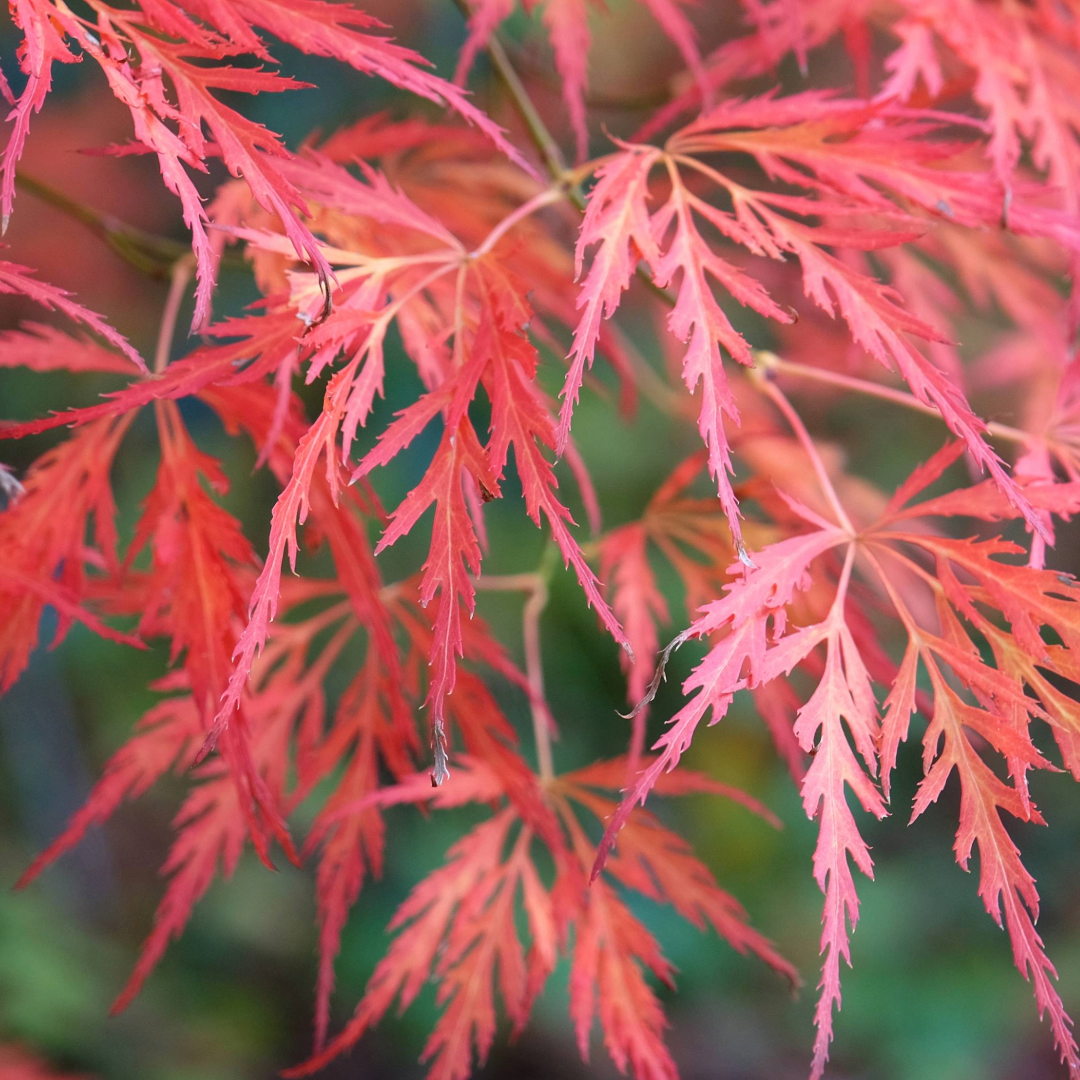 Elevate Your Garden with Autumn Colour