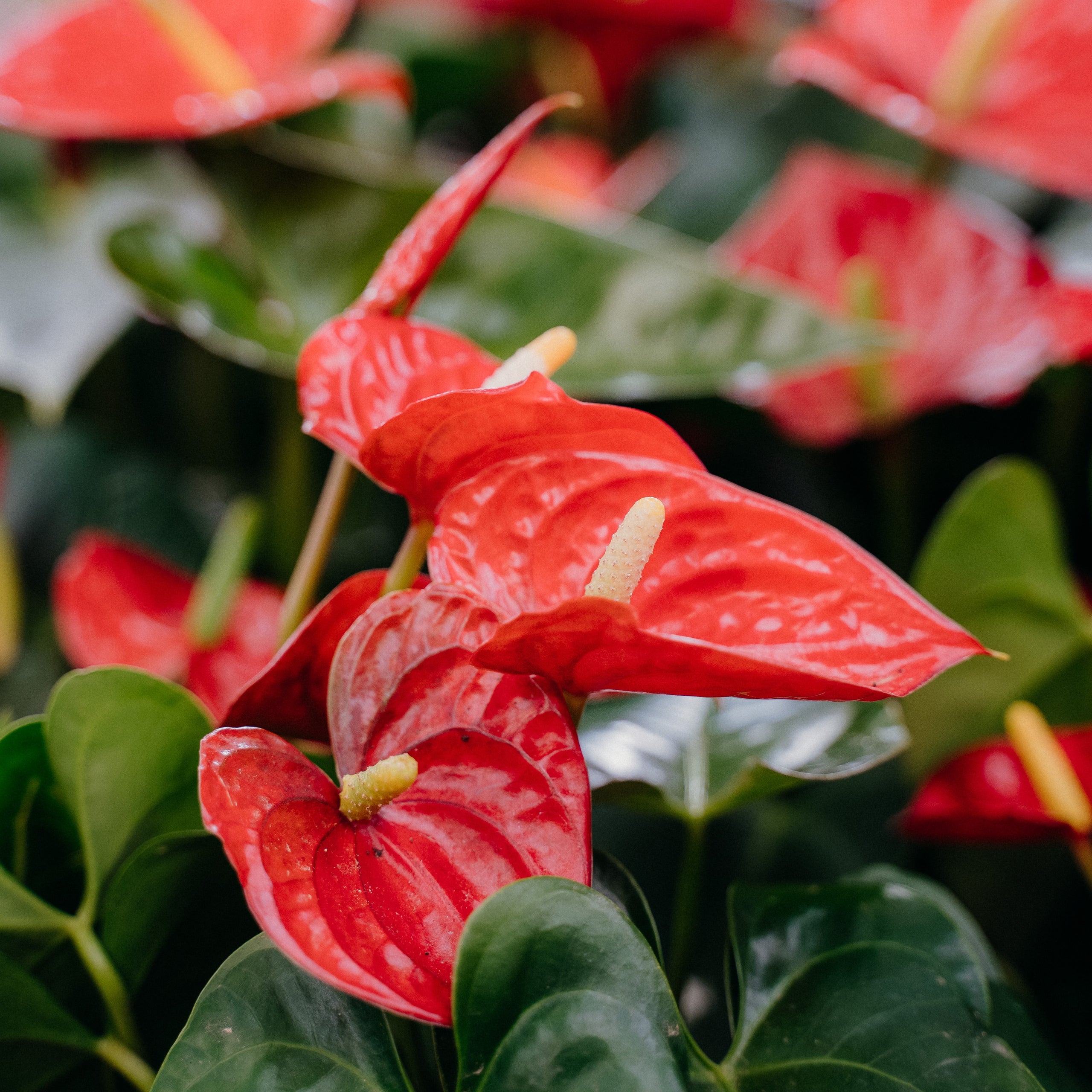 Top Plants for Valentine's Day