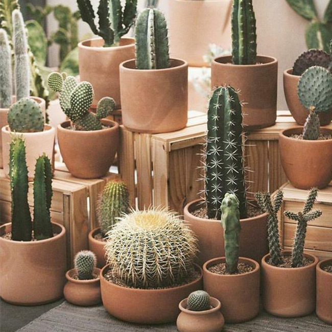 Designing Your Own Cacti Garden