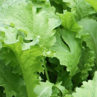 All About Green Crops