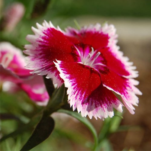 Growing your Own Flower Gardens