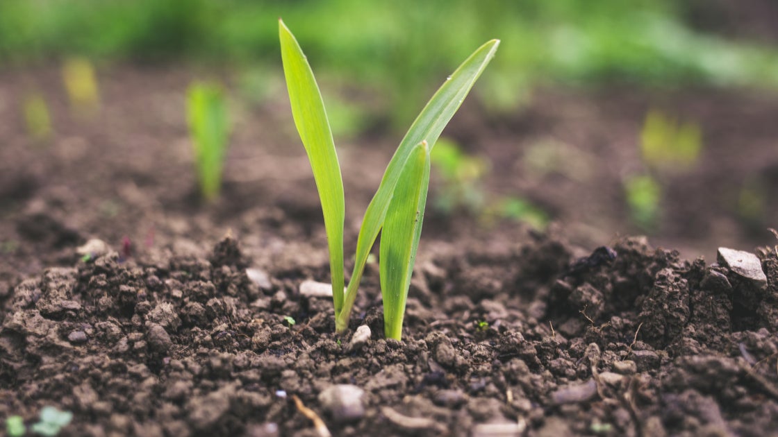 The Importance of Good Soil