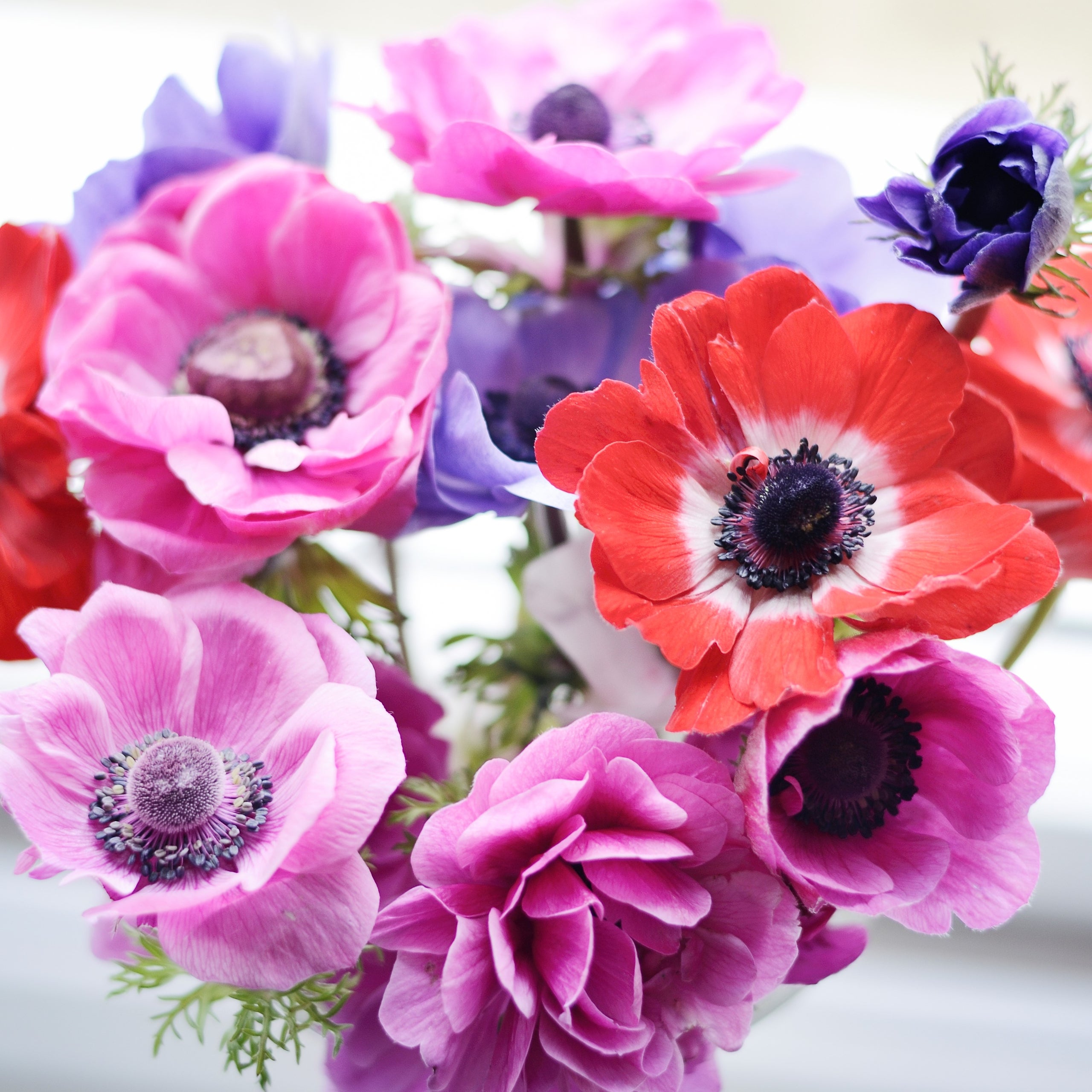 A Beginner's Guide to Planting Spring Bulbs