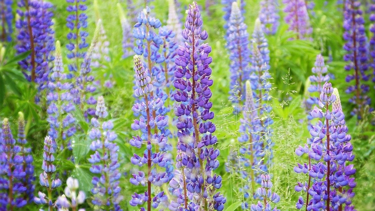 All About Green Crops