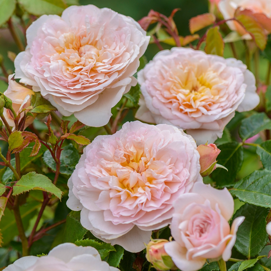 How To Care For Roses