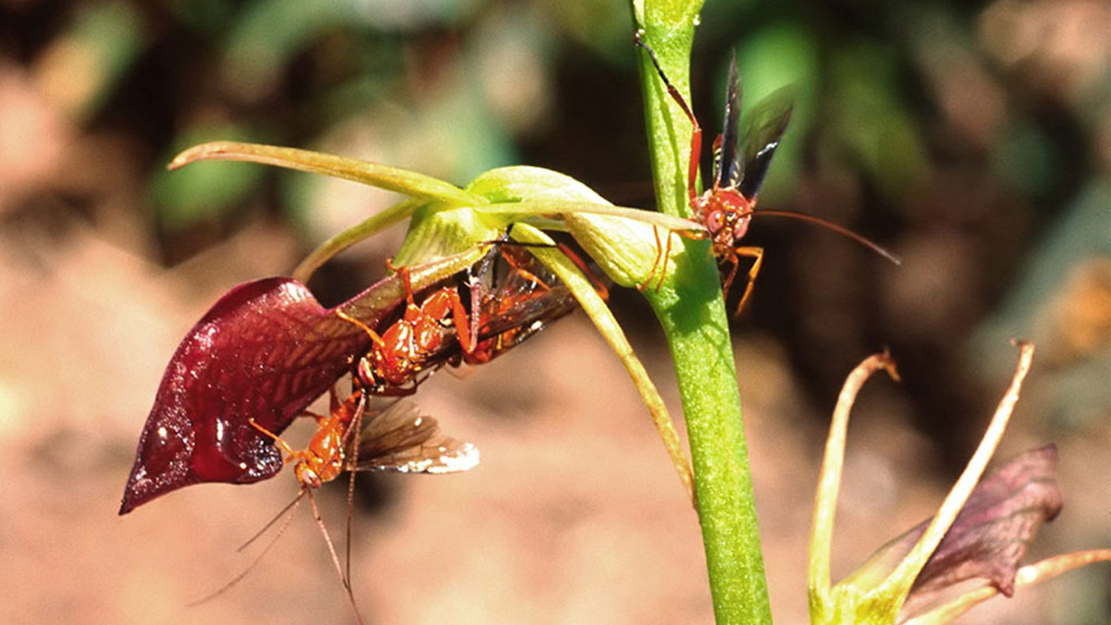 The Wonderful World of Orchids