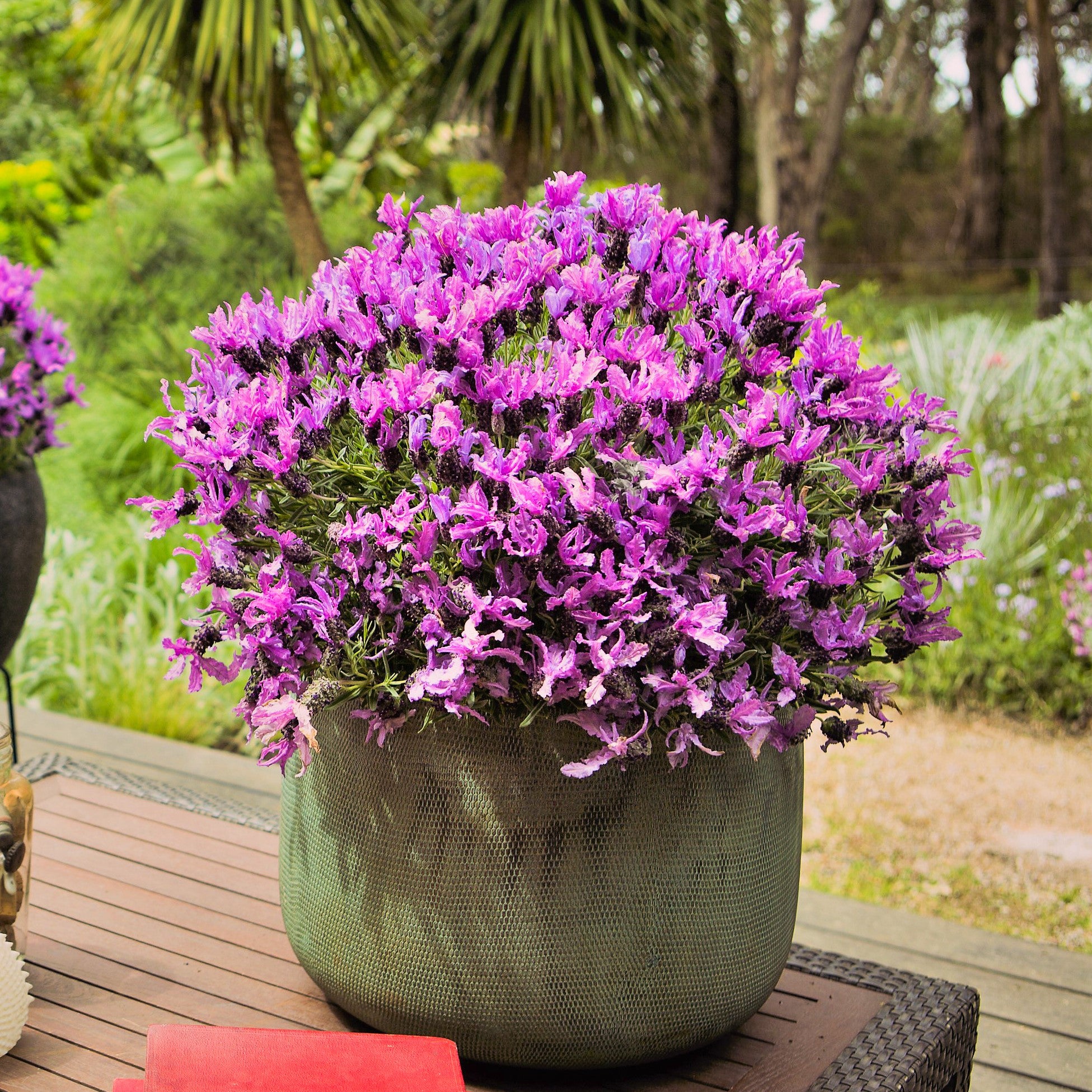 Celebrating the Beauty of Lavender