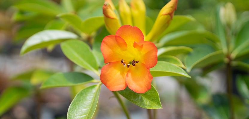 Tropical Vireya - Grow Well Guides | Kings