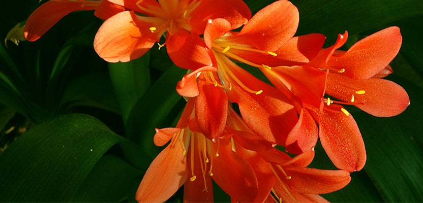 Clivias - Grow Well Guides | Kings Plant Barn | NZ Garden Centres, Shop ...