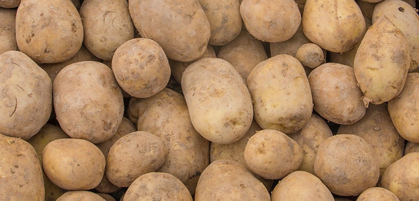 Potatoes - Grow Well Guides | Kings Plant Barn | NZ Garden Centres ...