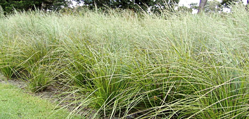 Grasses - Grow Well Guides | Kings Plant Barn | NZ Garden Centres, Shop ...