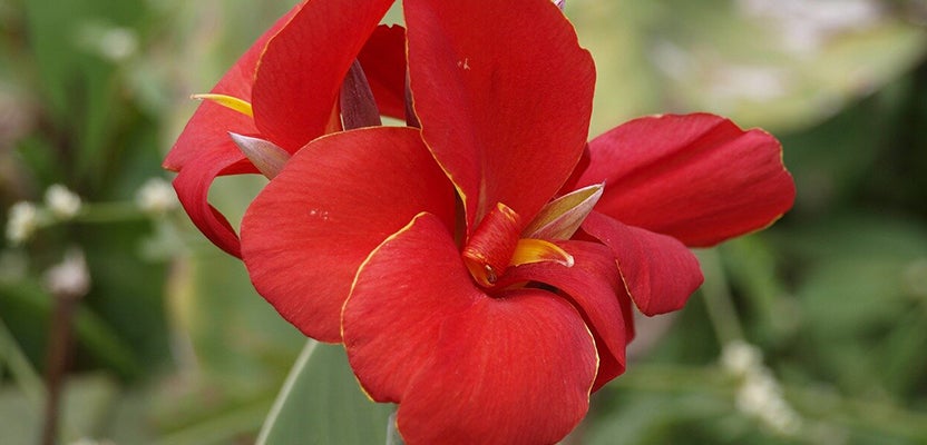 Canna Lilies - Grow Well Guides | Kings Plant Barn | NZ Garden Centres ...