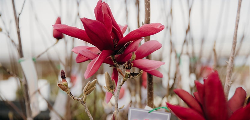 Magnolia - Grow Well Guides | Kings Plant Barn | NZ Garden Centres ...