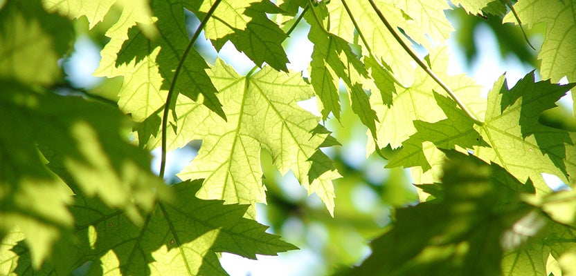 Maples - Grow Well Guides | Kings Plant Barn | NZ Garden Centres, Shop ...