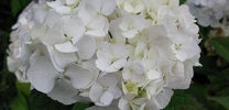 Hydrangeas - Grow Well Guides | Kings Plant Barn | NZ Garden Centres ...