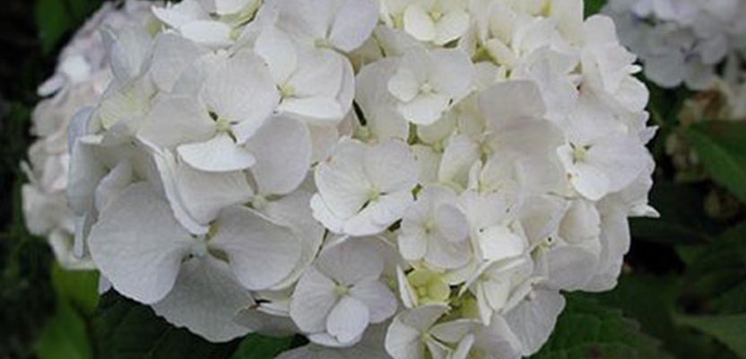 Hydrangeas - Grow Well Guides | Kings Plant Barn | NZ Garden Centres ...