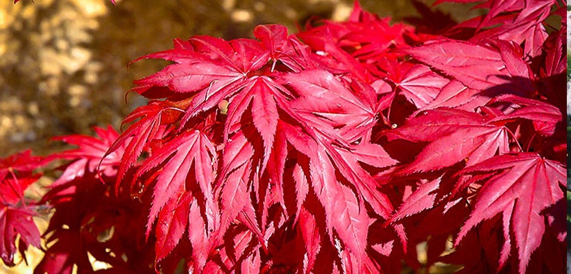 Maples - Grow Well Guides | Kings Plant Barn | NZ Garden Centres, Shop ...