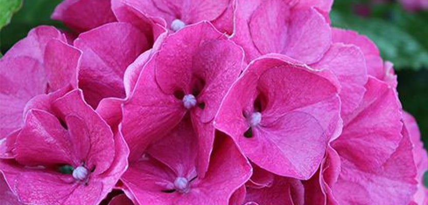 Hydrangeas - Grow Well Guides | Kings Plant Barn | NZ Garden Centres ...