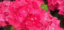 Hydrangeas - Grow Well Guides | Kings Plant Barn | NZ Garden Centres ...