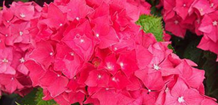 Hydrangeas - Grow Well Guides | Kings Plant Barn | NZ Garden Centres ...