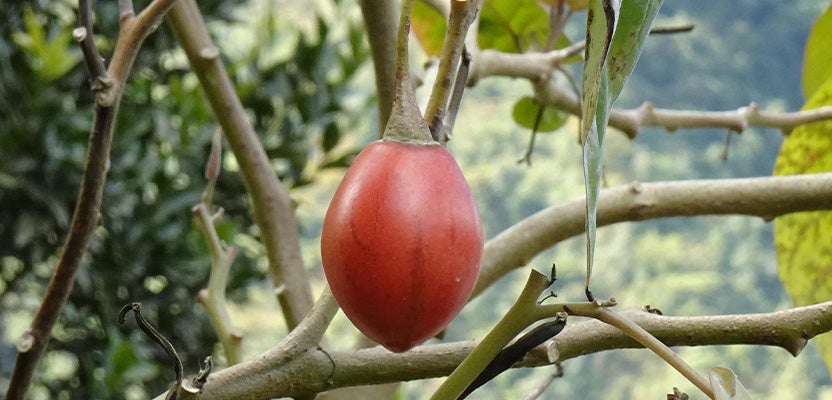 Tamarillos - Grow Well Guides | Kings Plant Barn | NZ Garden Centres ...