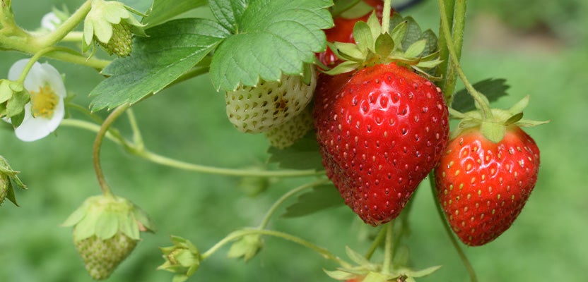 Strawberries - Grow Well Guides | Kings Plant Barn | NZ Garden Centres ...